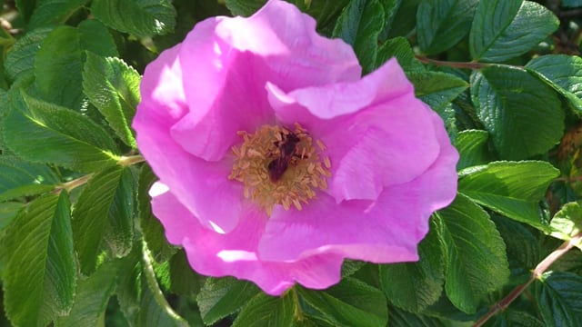 Bee, Flower, Bloom. Free Stock Video - Pixabay