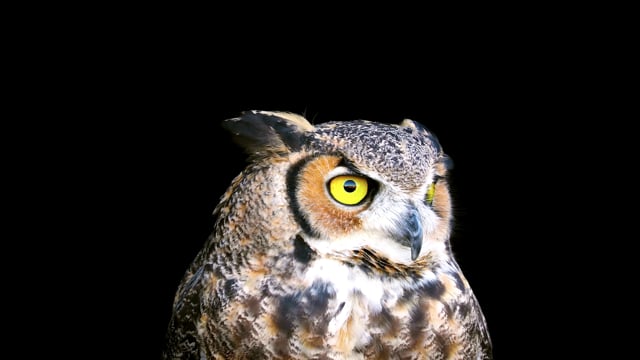 Plus de 30 vidéos gratuites de Hibou et de Oiseau en résolution HD et ...
