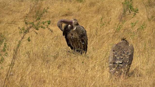 Bird Vultures Beak - Free video on Pixabay