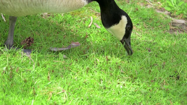 Pájaro Pato Pico - Free video on Pixabay - Pixabay