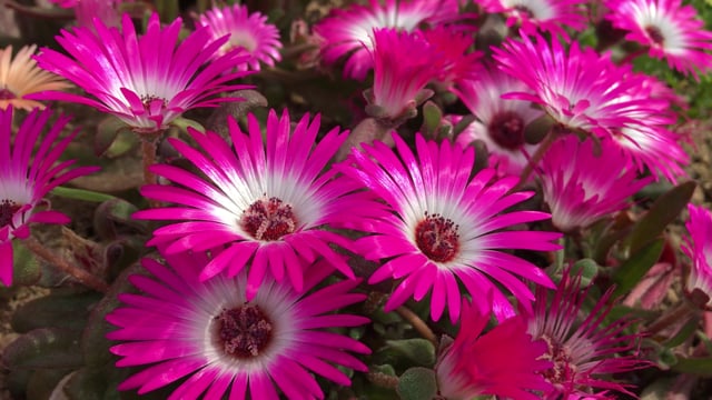 Connaissance Fleurs - Free video on Pixabay - Pixabay