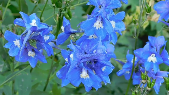 Blue Delphinium Flowers Free Stock Video - Pixabay