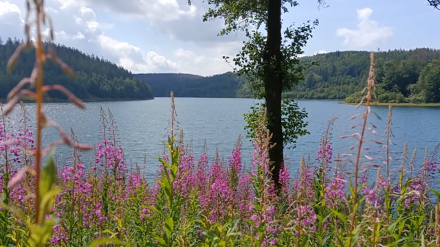 Lago Flores Montanhas - Free video on Pixabay - Pixabay