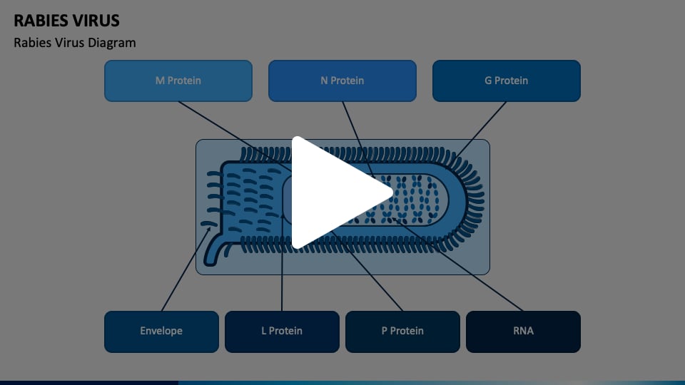 Rabies Virus Animated Presentation - SketchBubble on Vimeo