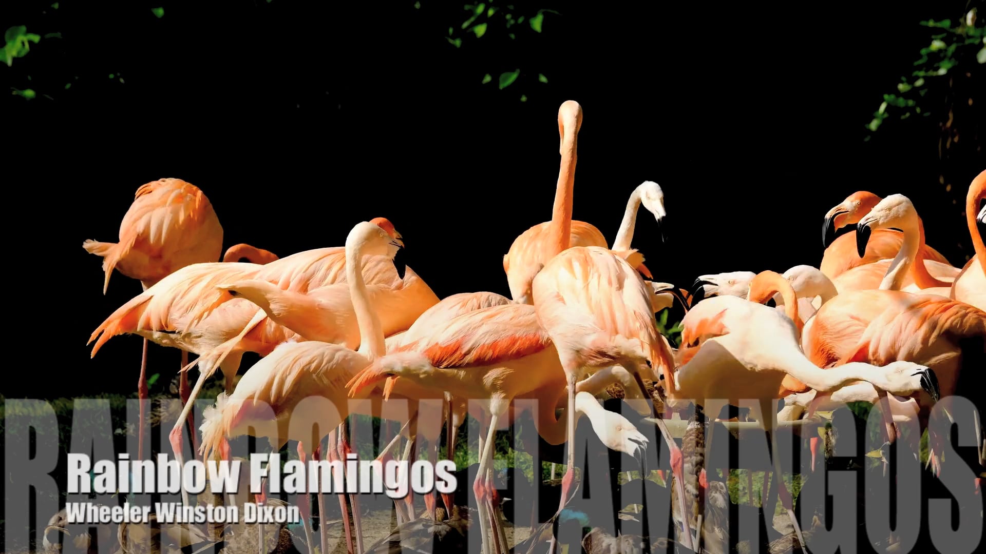 Rainbow Flamingos on Vimeo