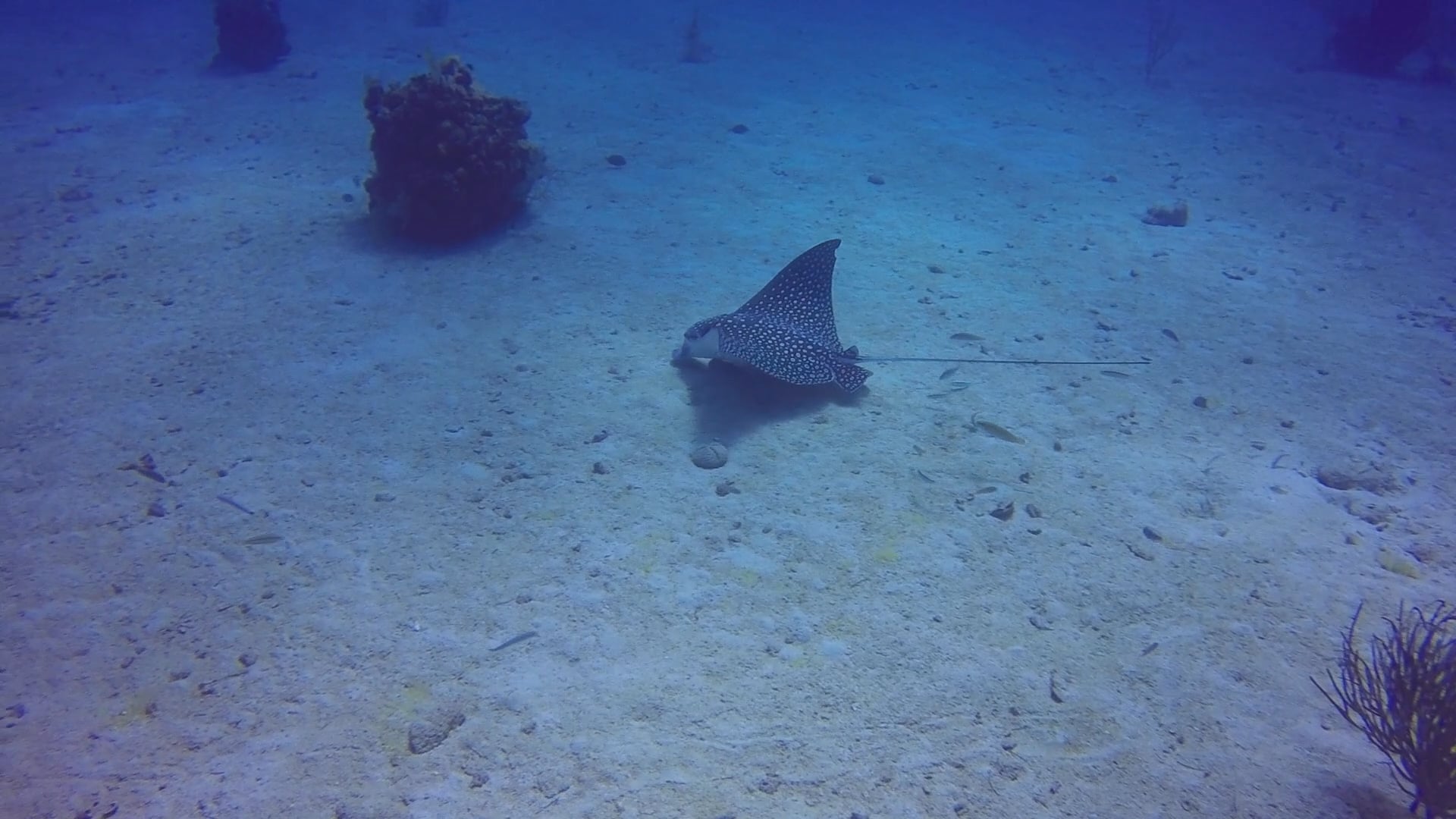 Roatán spotted eagle ray.mp4 on Vimeo