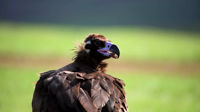 Bird Wings Flight - Free video on Pixabay