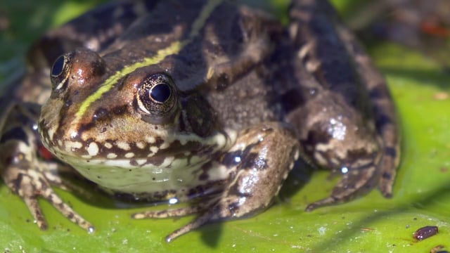 70+ Free Frog & Water Videos, HD & 4K Clips - Pixabay