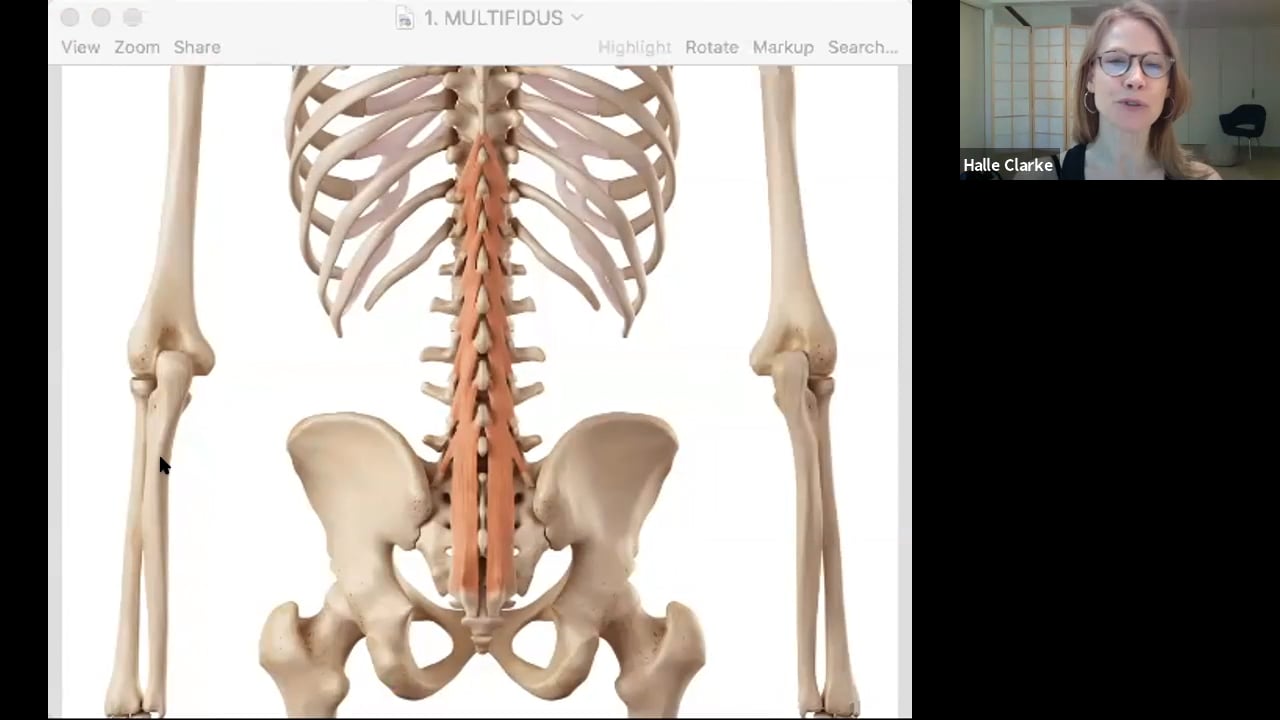 Watch Lumbar and Sacral Multifidus Mat Class Online | Vimeo On Demand ...