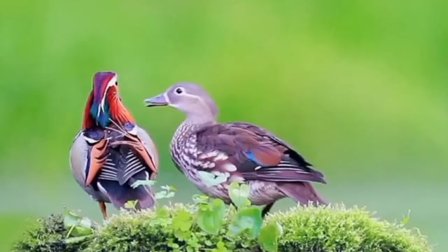 Patos Aves Pareja - Free video on Pixabay