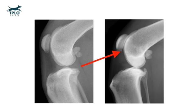 Can An Xray Show A Torn Acl In A Dog