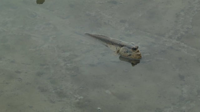 Thailand South East Asia Mudskipper Free Stock Video - Pixabay