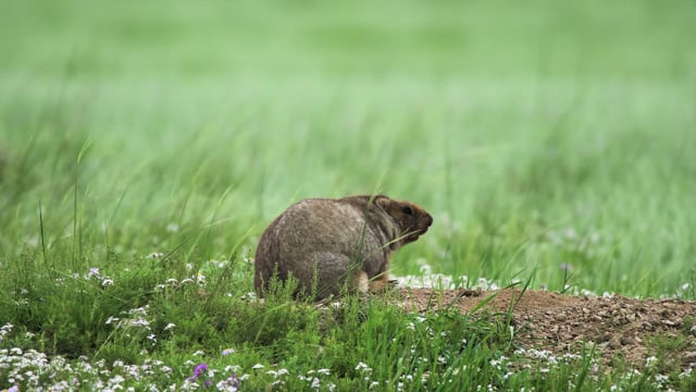 Rodent Tunnel Soil - Free video on Pixabay