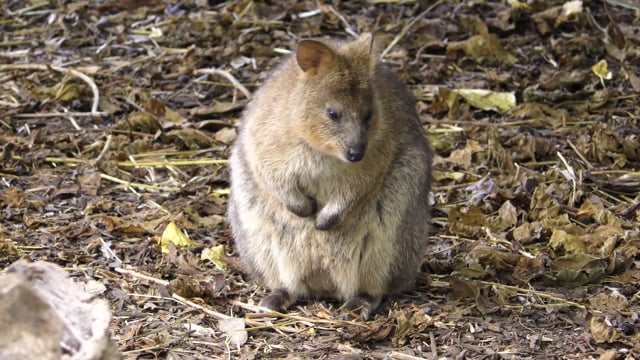 Marsupial Mammal Wildlife - Free video on Pixabay