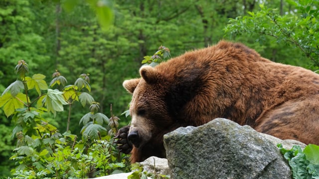 Urso Pardo Pelagem - Free video on Pixabay