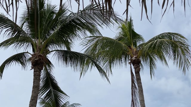 Palm Trees Wind Beach - Free video on Pixabay