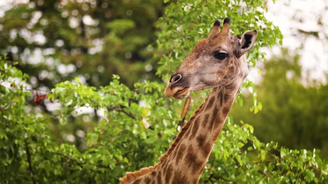 20+ Free Girafa & Giraffe Videos, HD & 4K Clips - Pixabay