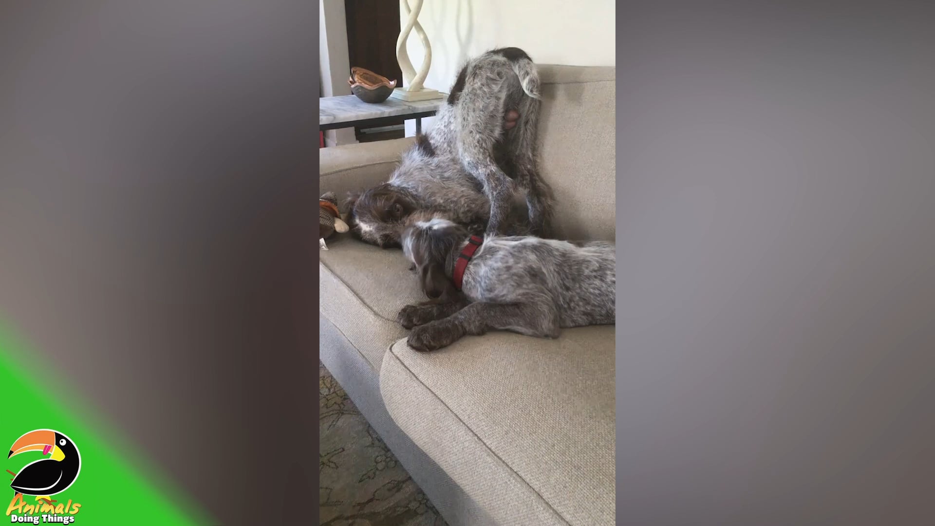 Dogs 21.mov on Vimeo