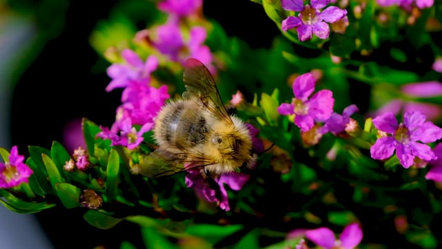 100+ Free Pollination & Insect Videos, HD & 4K Clips - Pixabay