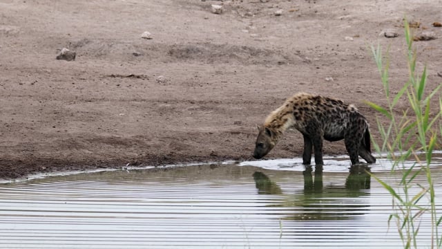 Hyena Hyaenidae Animal Free Stock Video - Pixabay