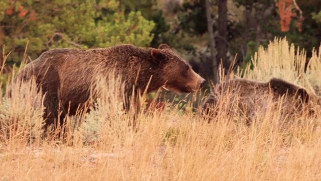 Animal, Nature, Africa. Free Stock Video - Pixabay