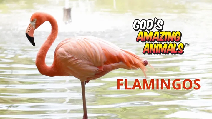 FLAMINGOS - God's Amazing Animals on Vimeo