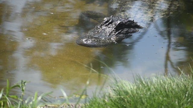 American Alligator 2021 Gator Close-Up Herman Park Zoo Free Stock Video ...