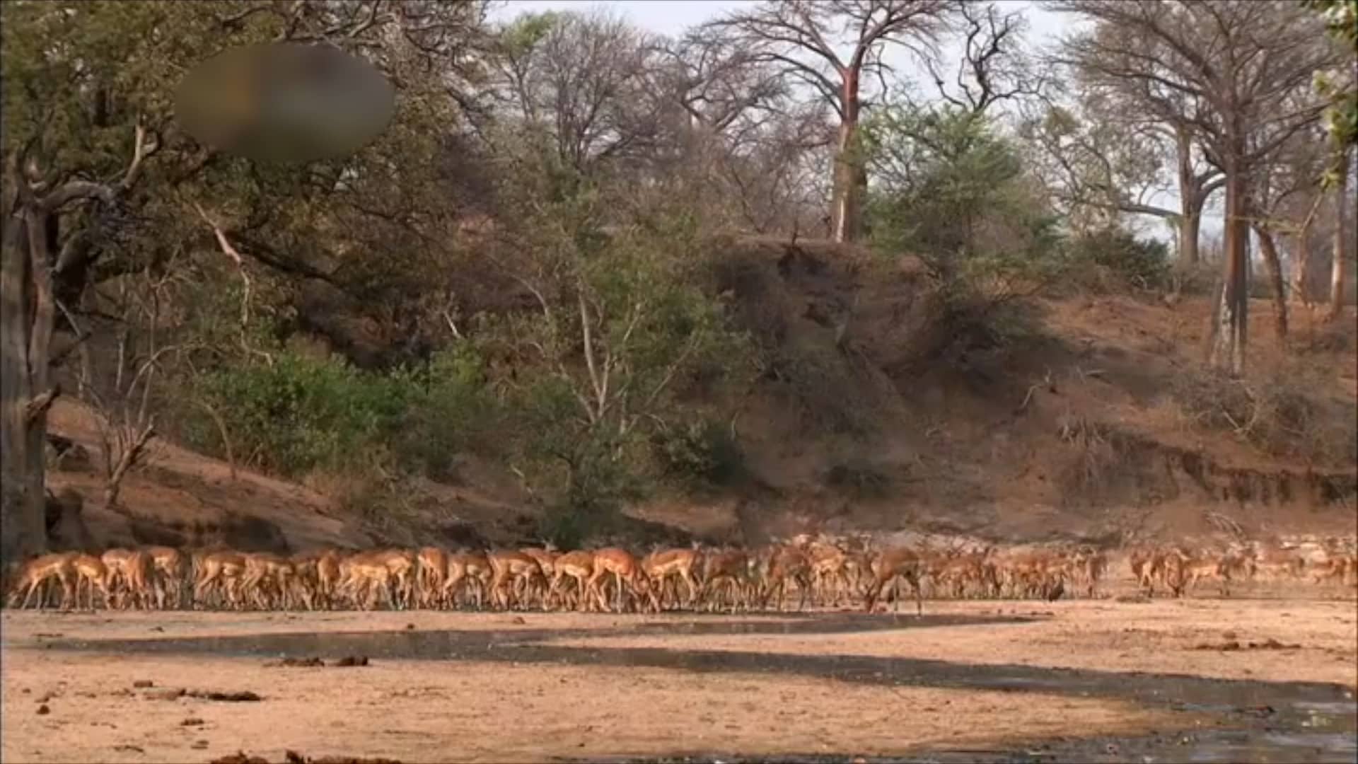 Predators Playground 1 X 60 on Vimeo