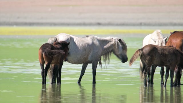 Pferde Herde See - Free video on Pixabay
