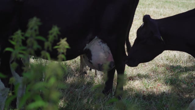 Cow, Otherwise, Milk. Free Stock Video - Pixabay