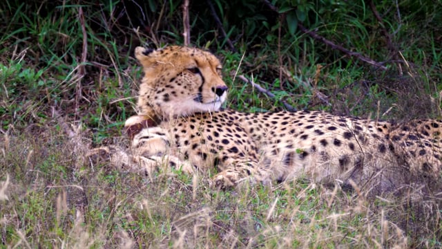 Cheetah Feline Whiskers - Free video on Pixabay