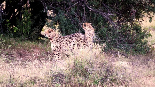 Cheetah Feline Whiskers - Free video on Pixabay
