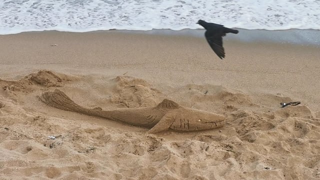 Poisson Sable Château De - Free video on Pixabay - Pixabay