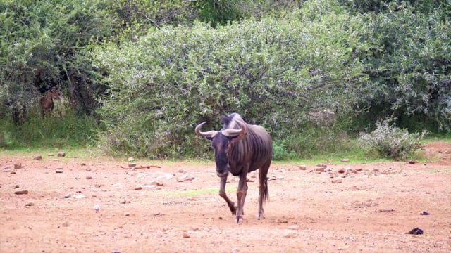 Animal África Mamífero - Free video on Pixabay - Pixabay