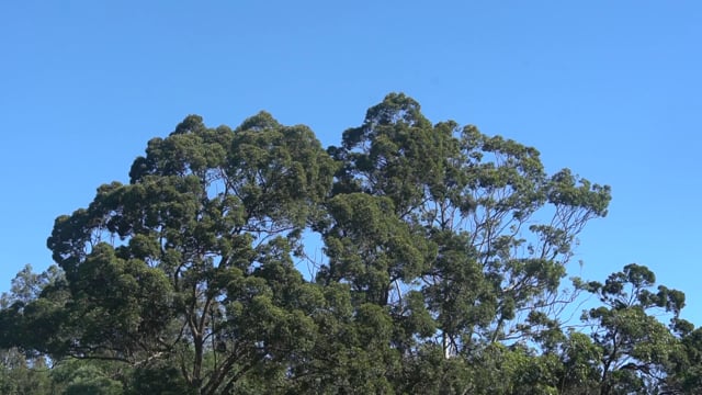 Tree, Leaves, Rustling. Free Stock Video - Pixabay