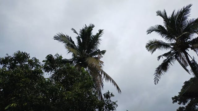 Dark Cloud, Coconut Tree, Raining. Free Stock Video - Pixabay