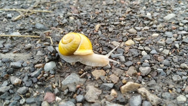 Amarillo Caracol Arrastrándose - Free video on Pixabay - Pixabay