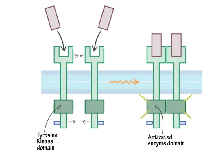 34-BioChemistry Fundamentals(Integration of Metabolism) on Vimeo