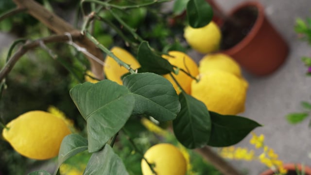 Lemon Fruit Plant - Free video on Pixabay