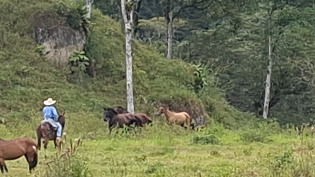 Equinos, Mulares, Balconescalera. Free Stock Video - Pixabay
