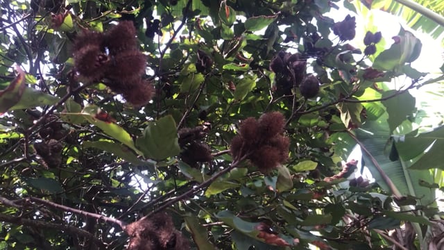 Tempero Colorau Culinária - Free video on Pixabay - Pixabay