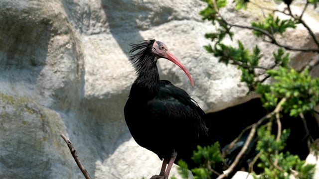 Bald Ibis Bird Plumage - Free video on Pixabay