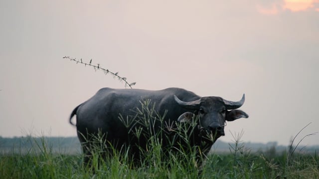 Buffalo Horns Ruminant Free Stock Video - Pixabay