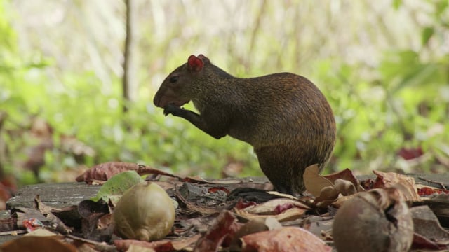 70+ Free Rodent & Rodent Videos, HD & 4K Clips - Pixabay