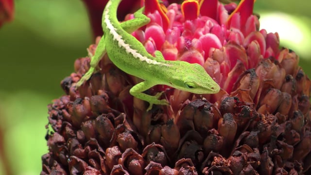 Lizard, Reptile, Plant. Free Stock Video - Pixabay
