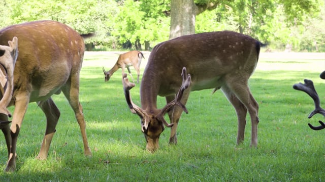 60+ Free Deer & Nature Videos, HD & 4K Clips - Pixabay