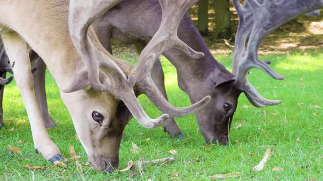 Deer Elk Buck - Free video on Pixabay