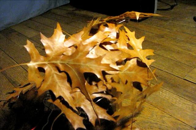 Leaf Bot on Vimeo