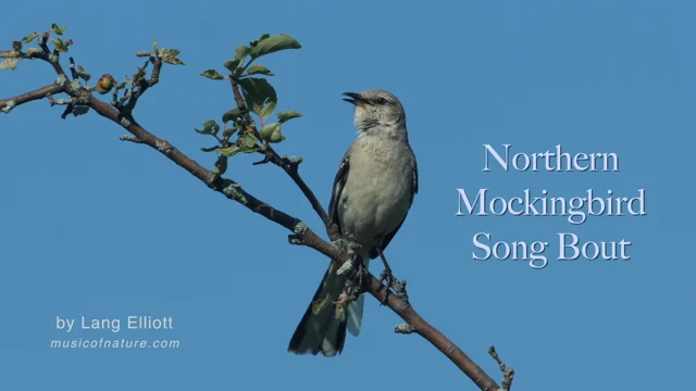 Mockingbird Singing Silhouette