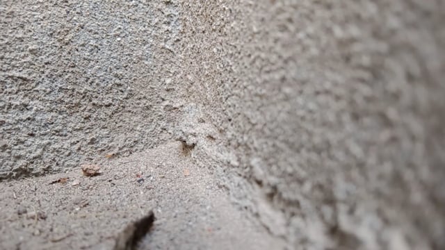 Ants, Insects, Hole. Free Stock Video - Pixabay